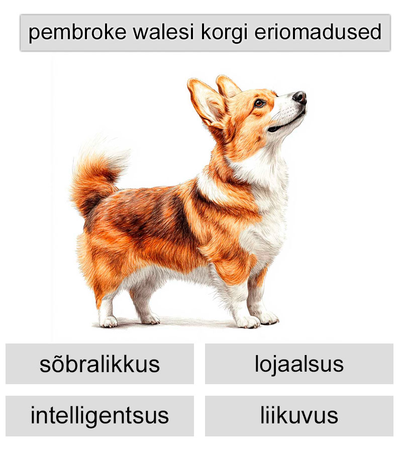 Pembroke'i Walesi korgi: tõuteave ja ajalugu, tervis ja iseloom