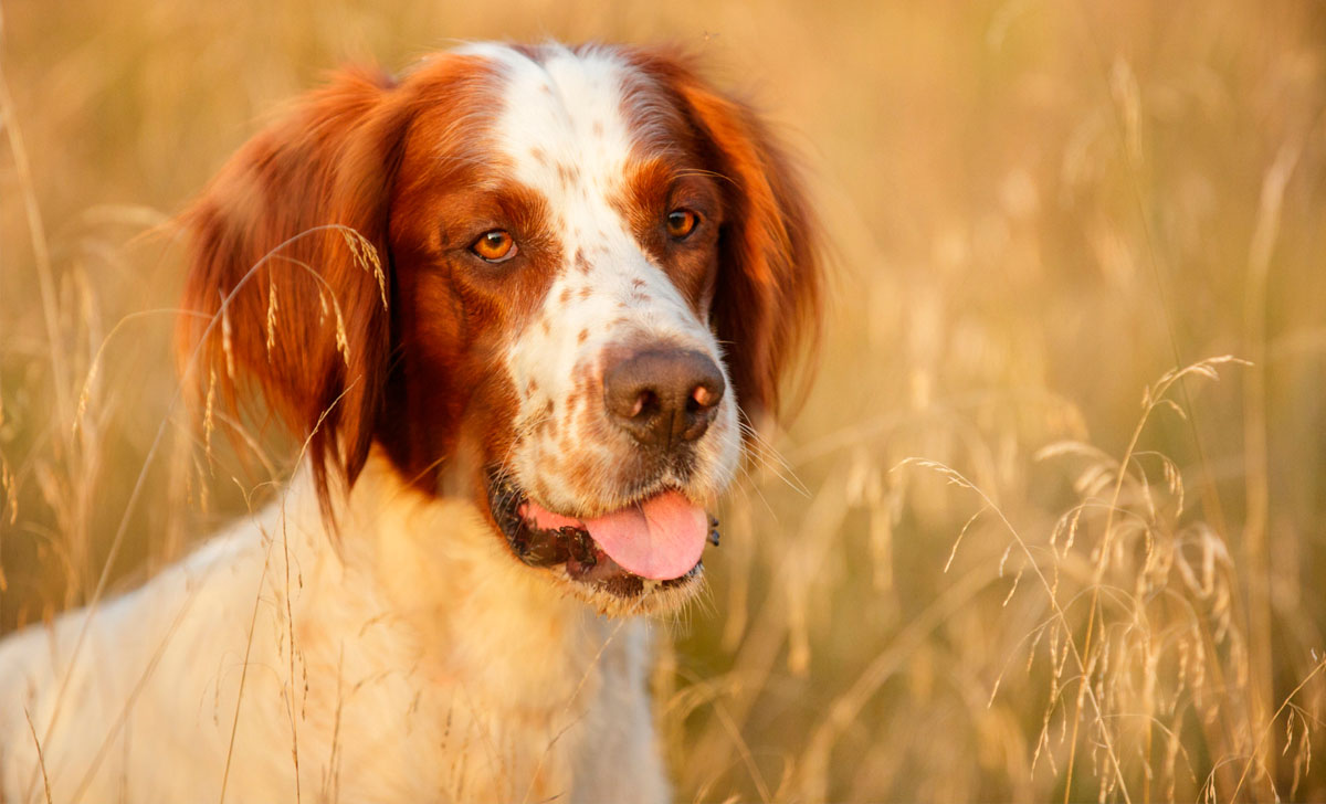 Iiri punavalge setter - tõuteave ja ajalugu, tervis ja eluiga