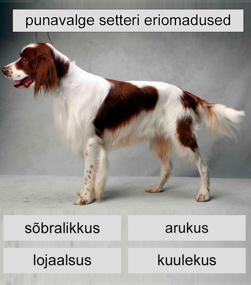 Iiri punavalge setter - tõuteave ja ajalugu, tervis ja eluiga